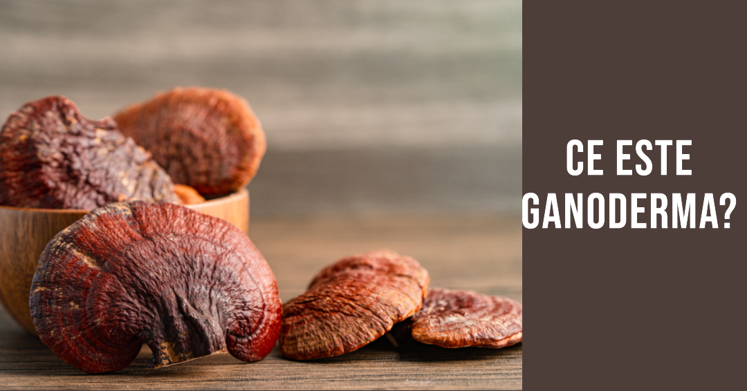 Ce este Ganoderma? – Stil Sanatos